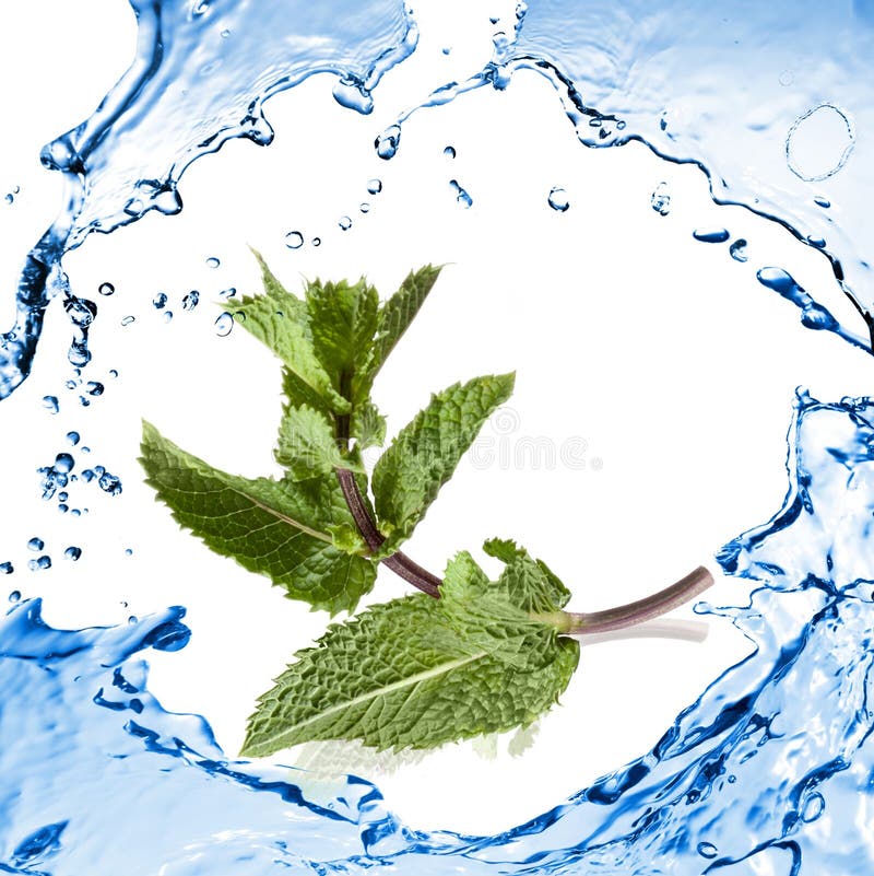 Green Mint with Water Splash Stock Image - Image of closeup, leaf: 34721893