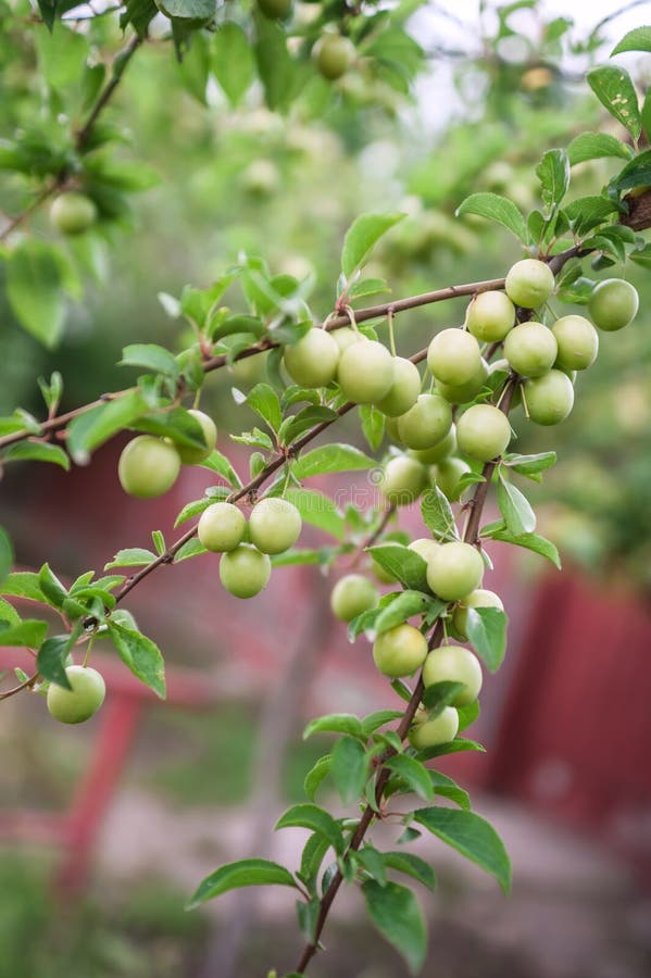 Green Mirabelle Plums on the Tree. Stock Image - Image of bake, leaf ...