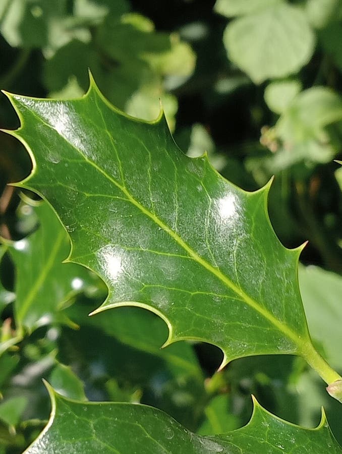 Green Mistle Plant Leaf Mistletoe Stock Image - Image of green ...