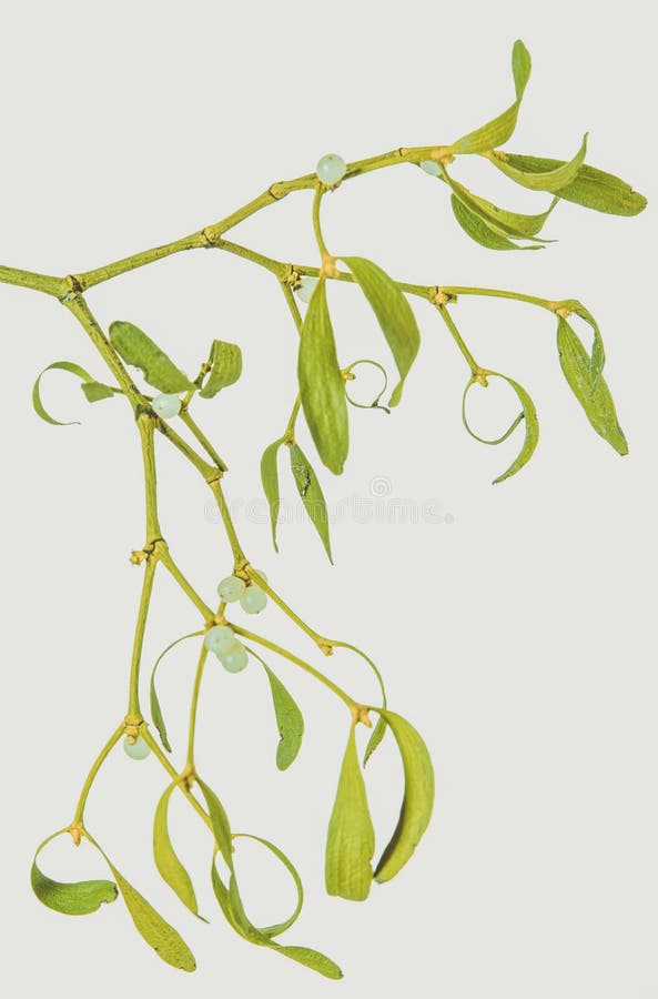 Dry Mistletoe Isolated on White Background Stock Image - Image of ...