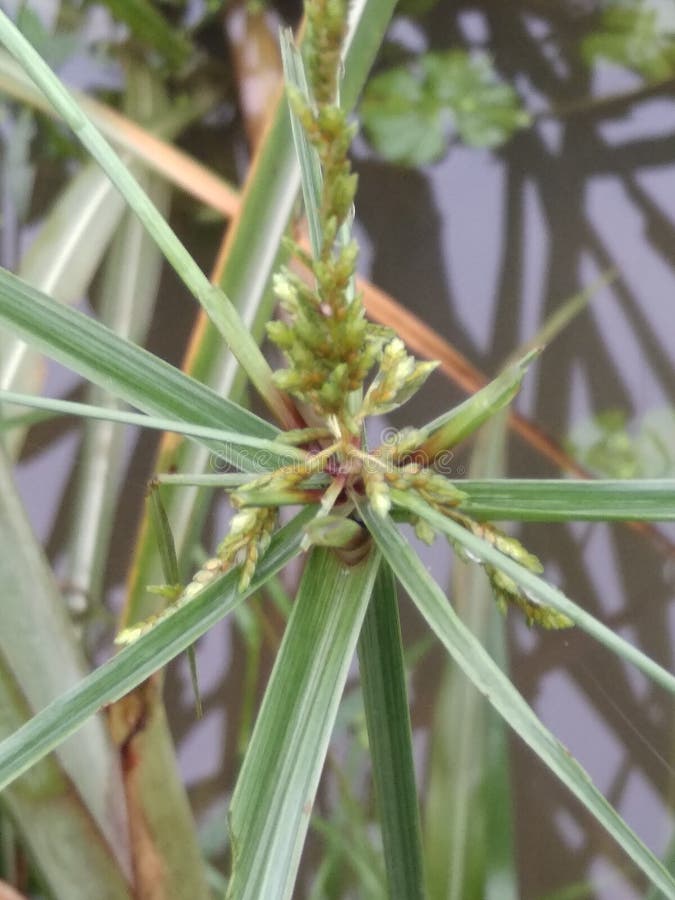 Green Moethea Grass the Cows Eats it . Stock Photo - Image of moethea ...