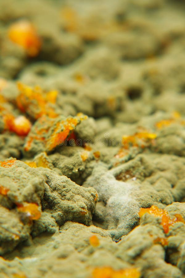 Green mold, closeup photo stock photo. Image of decay - 15345466