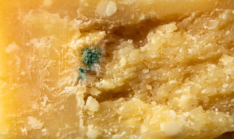 Mold on cheese stock image. Image of penicillin, snack - 29459647