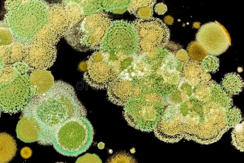 Green Mold Grows on the Black Background Stock Photo - Image of fungus ...