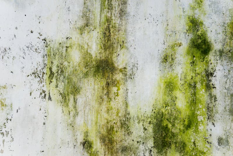 Green mold on an old wall stock photo. Image of material - 114410246
