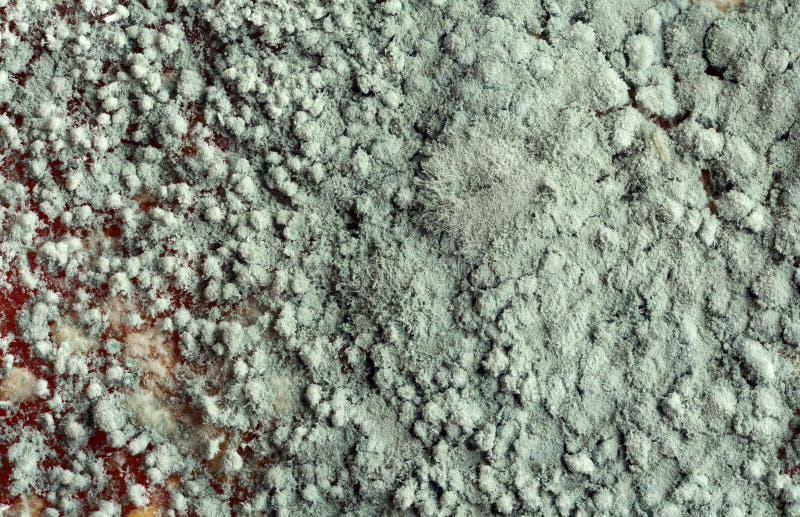 Green Mold Grows on the Black Background Stock Photo - Image of fungus ...