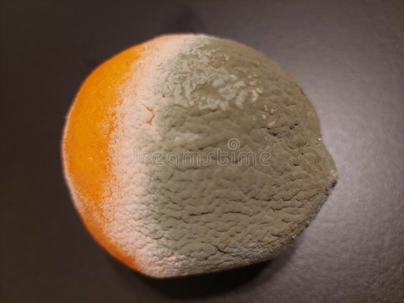 Mold on an orange stock image. Image of penicillium - 238634805