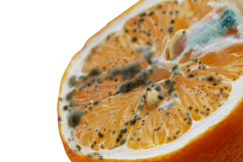 Rotting lemon stock image. Image of rotting, lemon, drying - 34828949