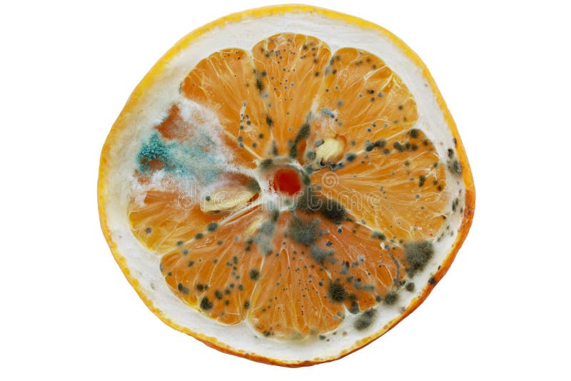 Rotting lemon stock image. Image of rotting, lemon, drying - 34828949