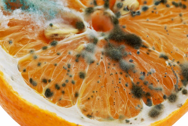 The rotten lemon stock photo. Image of expired, fruit - 114877940