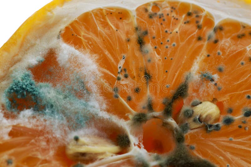 The rotten lemon stock photo. Image of fruit, mold, decompose - 114877988
