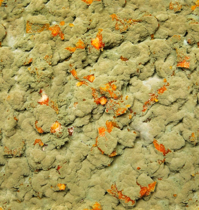 Green Mold, Seamless Texture Stock Image - Image of musty, mould: 13820891