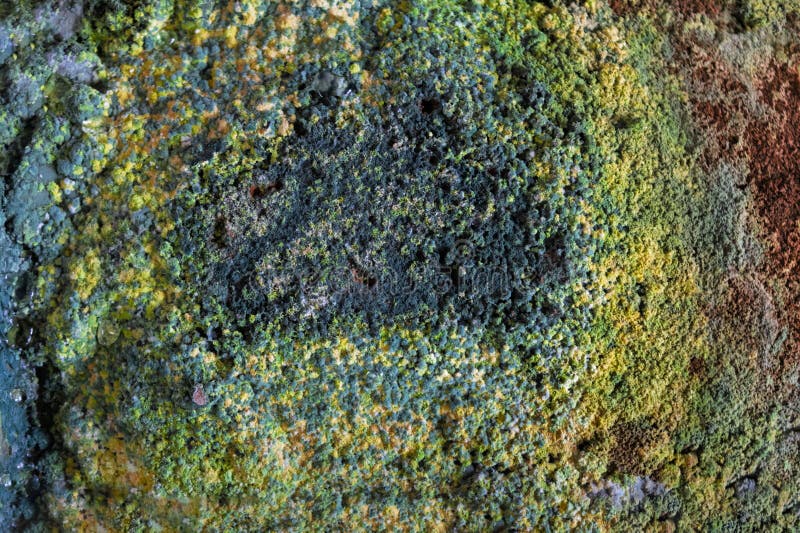 Green Mold Spores on the Surface of Used Ground Coffee Stock Image ...