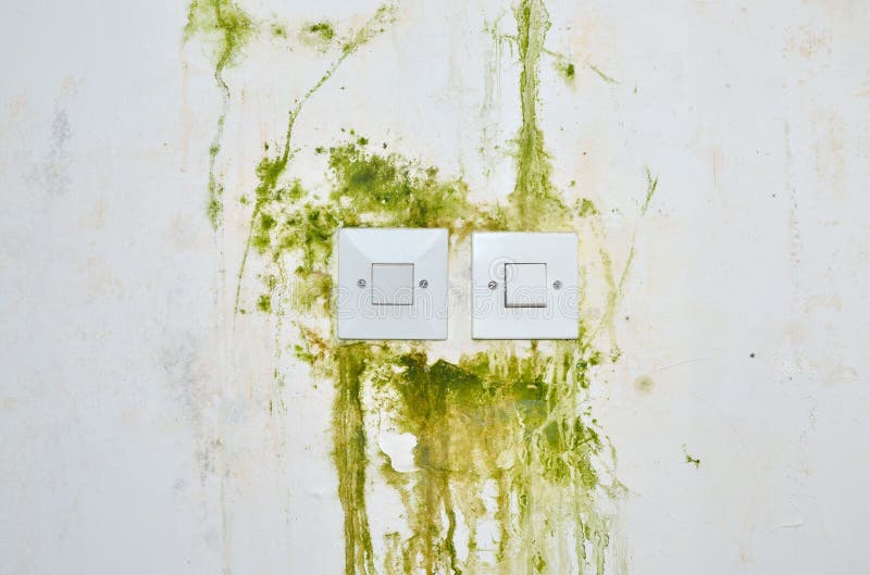 Green Mold on Wall with Switches Stock Photo - Image of electricity ...