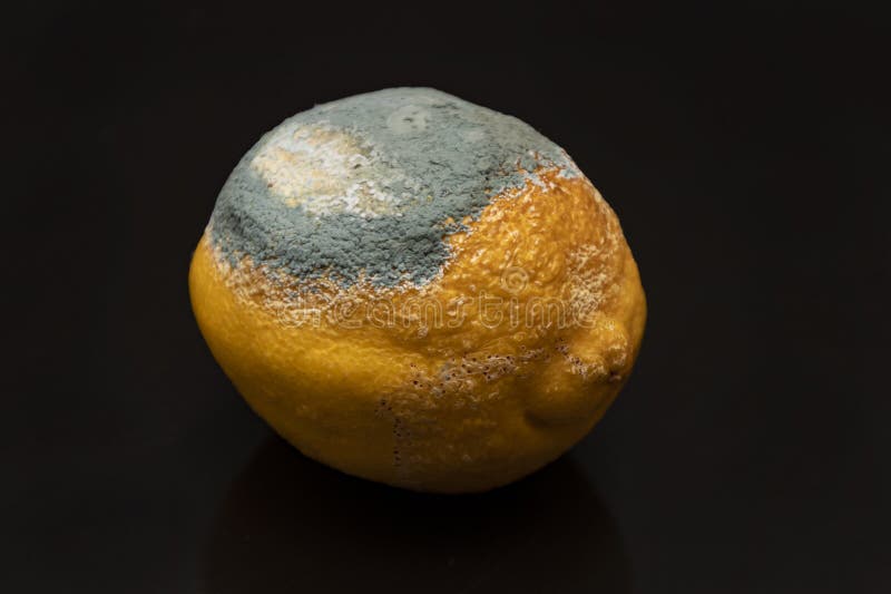 Green Mold on the Yellow Peel of a Lemon, Spoiled Food. Stock Photo ...
