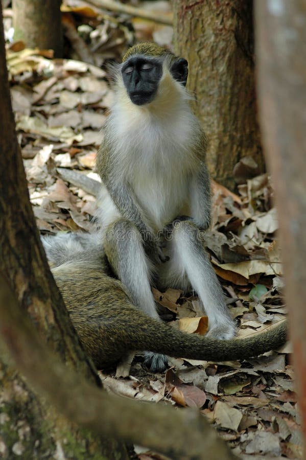 Green monkey stock image. Image of wild, resting, monkey - 10638383