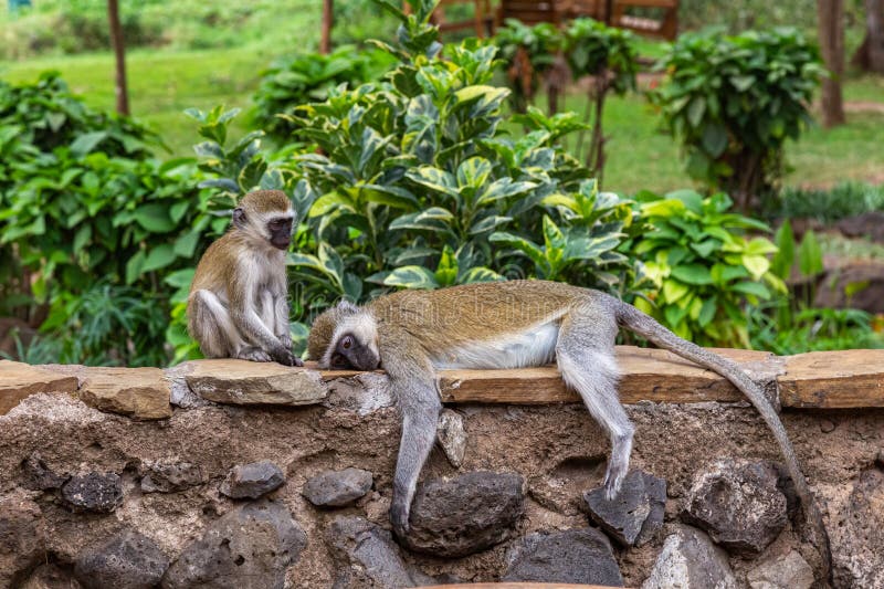 Green Monkey with Baby Resting. Nakuru, Kenya Stock Image - Image of ...