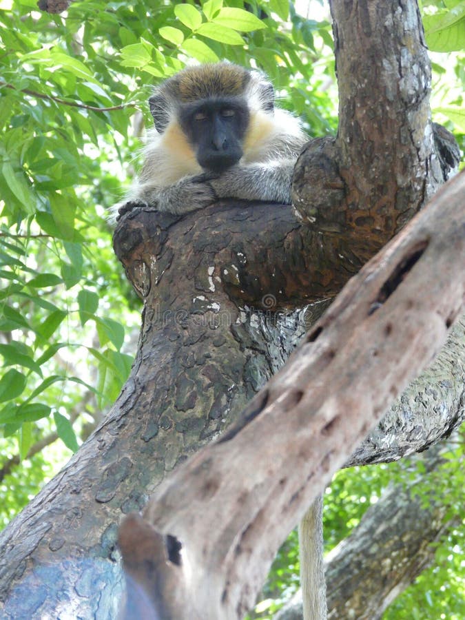 Green Monkey at the Barbados Wildlife Reserve Stock Photo - Image of ...