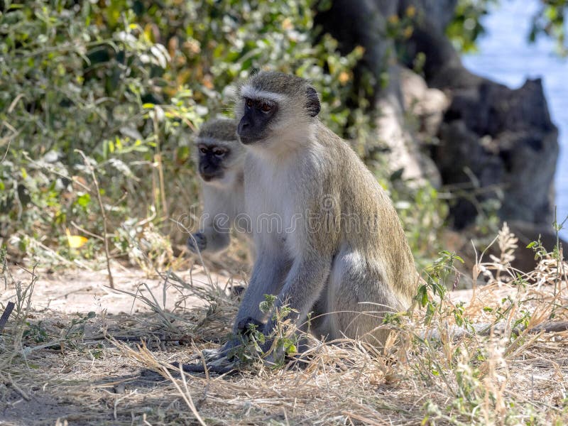 Green Monkey Chlorocebus Aethiops, Chobe National Park, Botswana Stock ...
