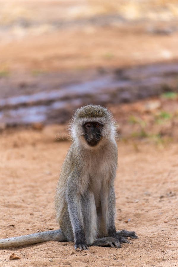 Green Monkey (Chlorocebus Sabaeus), Also Known As the Sabaeus Monkey ...