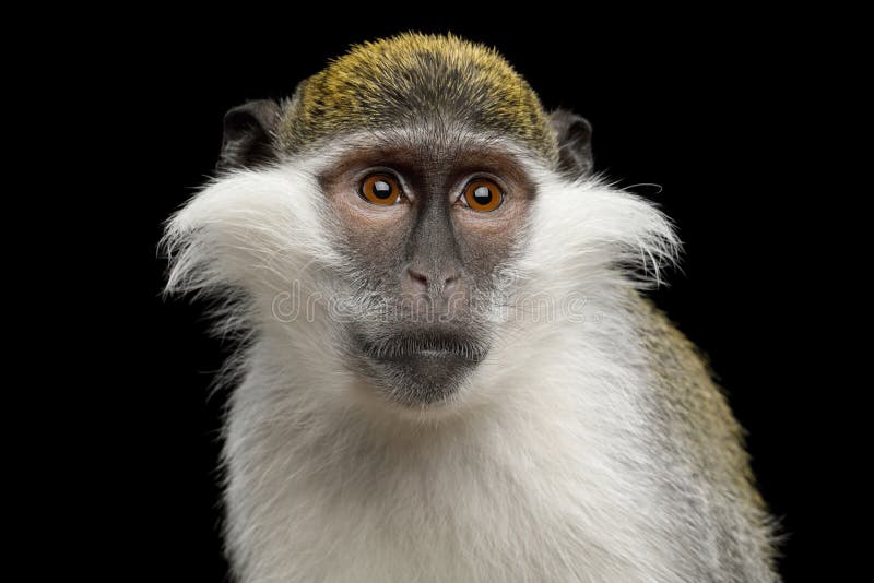 Green monkey stock image. Image of flora, mammal, fauna - 97033459