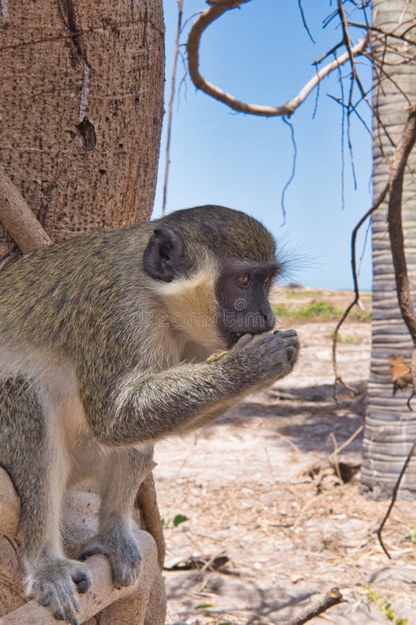 Green Monkey Eats at Monkey Park Stock Photo - Image of calm, green ...