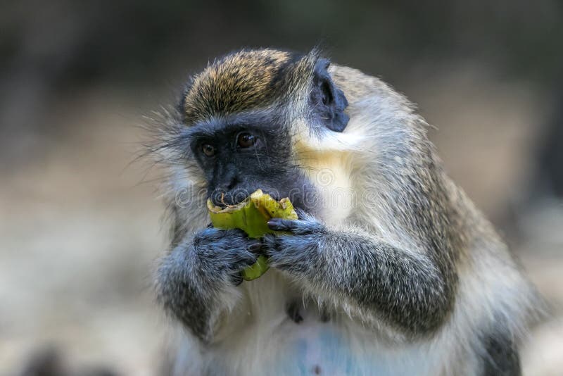 Green monkey stock image. Image of sabaeus, face, fauna - 114379093