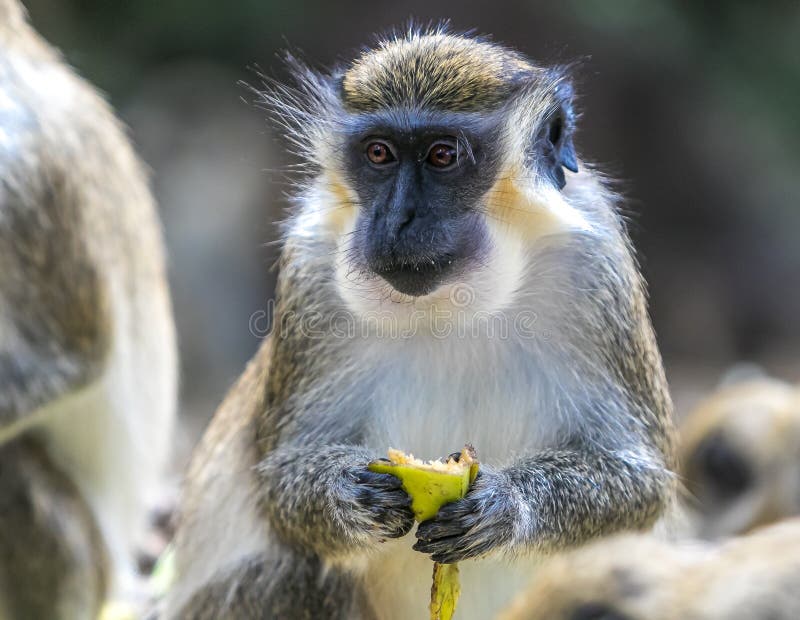 Green monkey stock image. Image of sabaeus, face, paws - 114379119