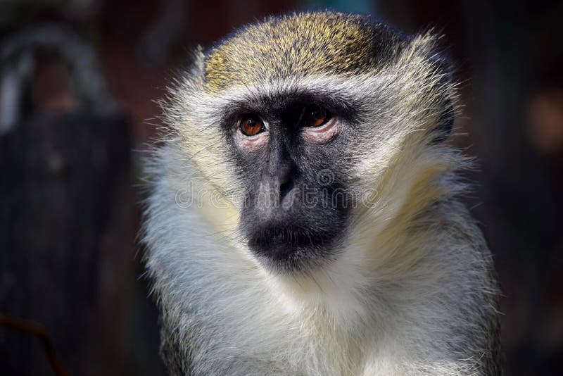 Green Monkey Looking Head Close Up Stock Photo - Image of animal ...