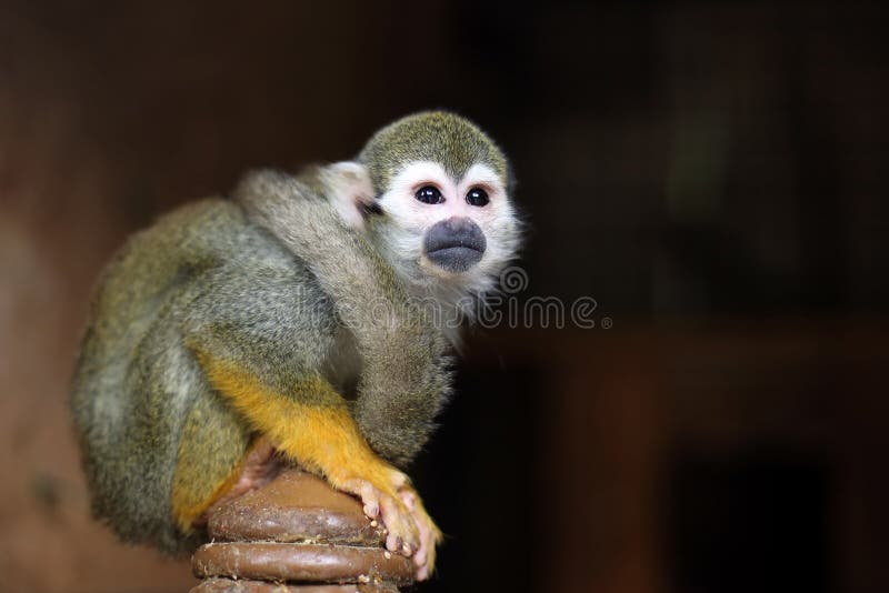 Green Monkey Looks into the Distance while Sitting on the Dais Stock ...