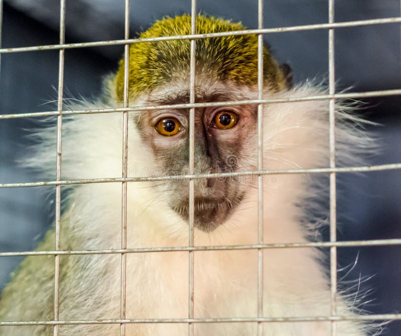 Green Monkey Looks Sadly through the Cage Stock Image - Image of sadly ...