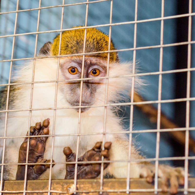 Green Monkey Looks Sadly through the Cage Stock Image - Image of monkey ...