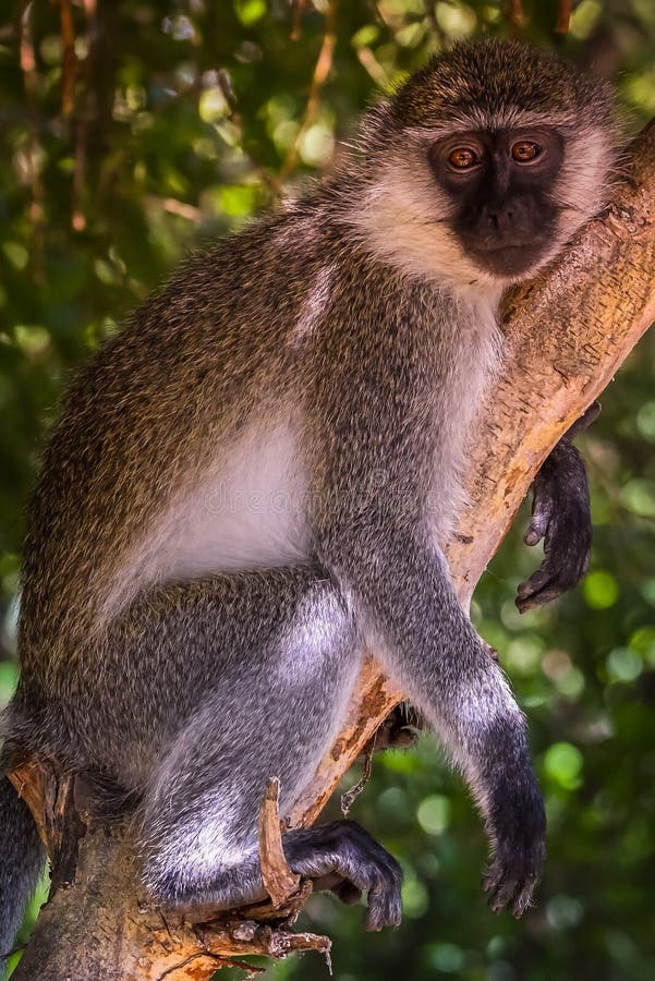 Green Monkey Sitting on a Tree Looking into the Camera Stock Photo ...