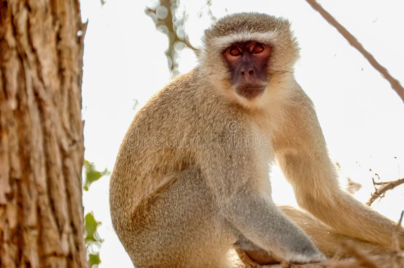 Green monkey stock image. Image of pygerythrus, chlorocebus - 83780563