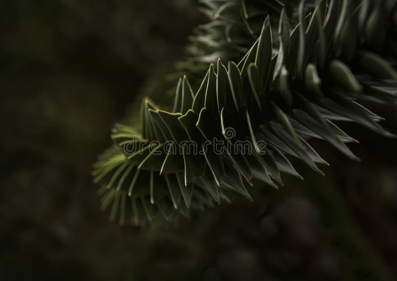 Green Monkey Tree stock photo. Image of colour, shapes - 117531774