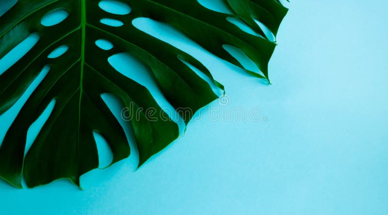 Green Monstera Leaf on a Blue Background Stock Photo - Image of foliage ...