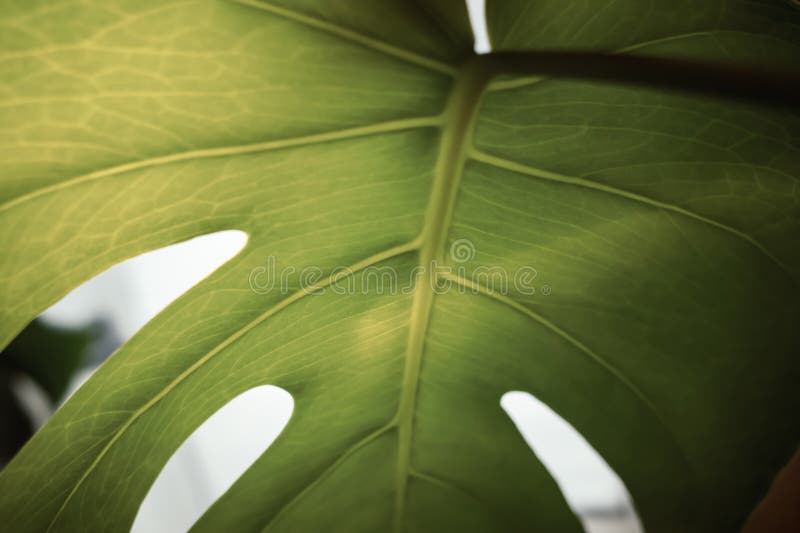 Green monstera leaf stock photo. Image of liquid, foliage - 271346058