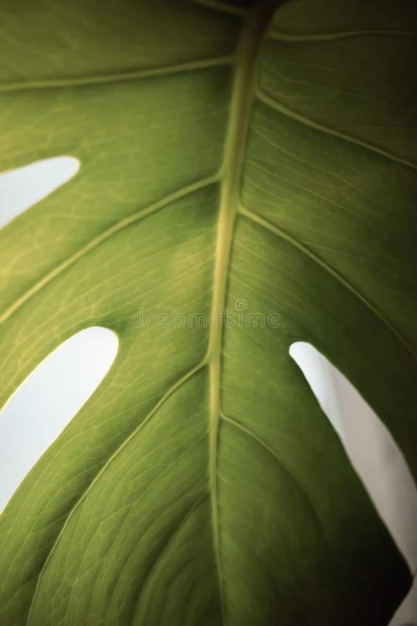 Green monstera leaf stock photo. Image of people, droplet - 271346074
