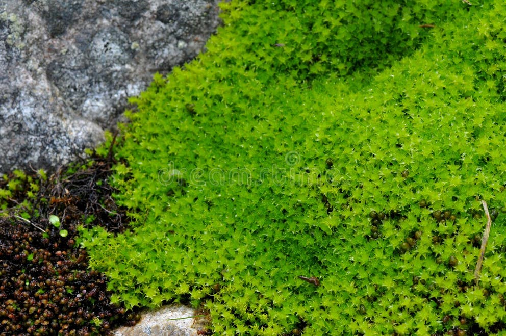 Green moos stock image. Image of decoration, lawn, ground - 11373971