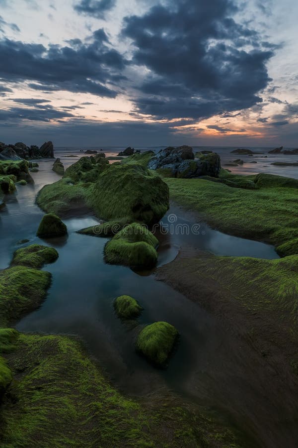 Green moos stock image. Image of decoration, lawn, ground - 11373971