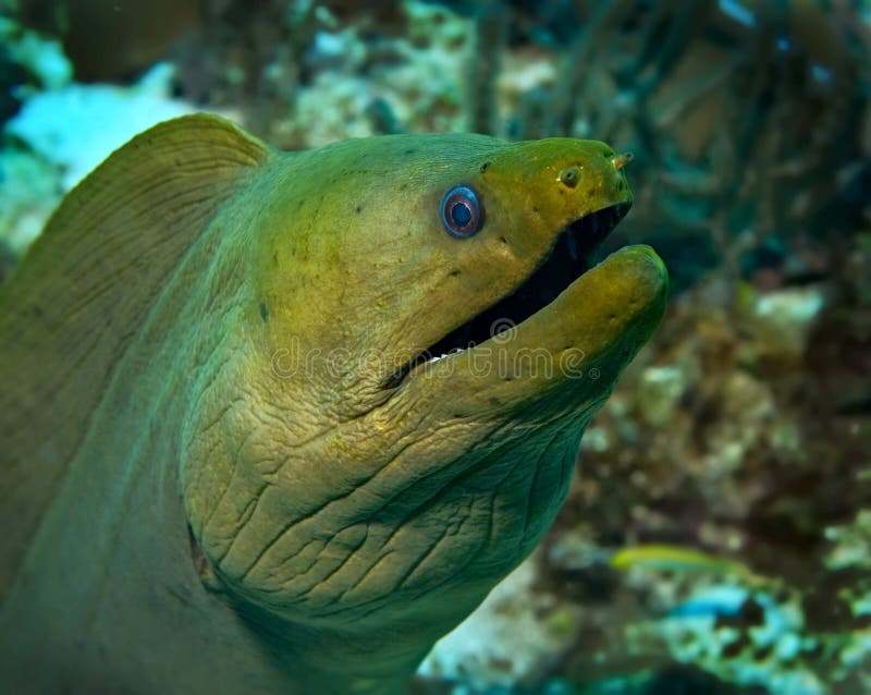 Moray Eel head stock photo. Image of bite, living, sharp - 8846830