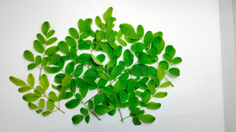 Moringa Branches on a White Background Stock Photo - Image of backdrop ...