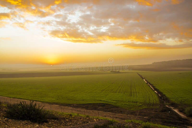 Green morning field stock image. Image of sparkle, warm - 44998069