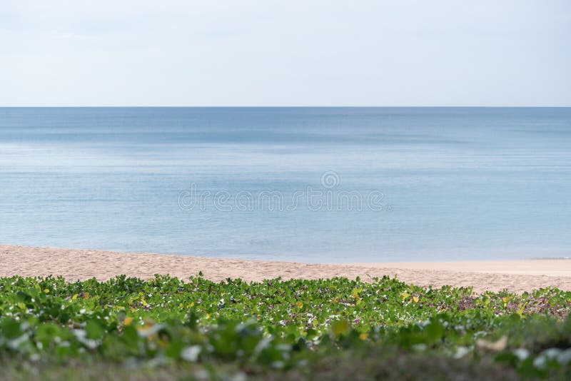 Green Morning Glory with the Sunlight on the Sand Beach Stock Image ...