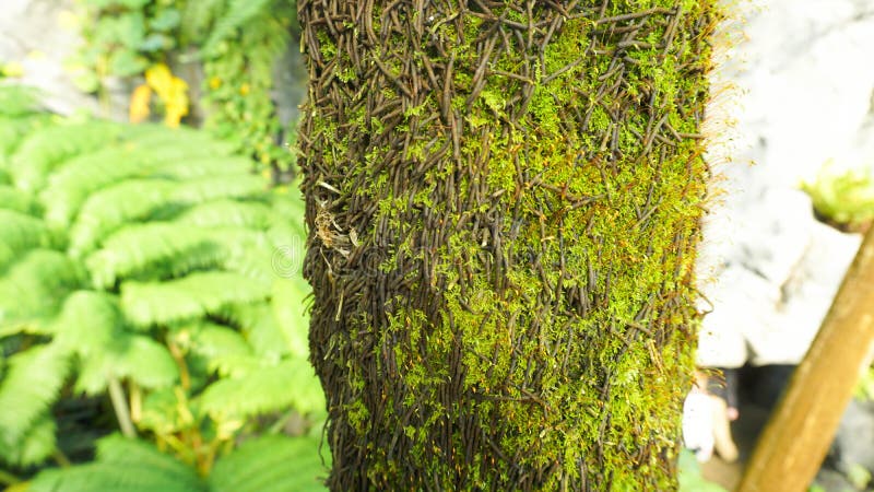 Green mos background stock photo. Image of grass, garden - 88032356