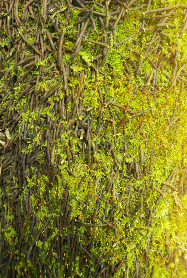 Green mos background stock photo. Image of closeup, forest - 88032530
