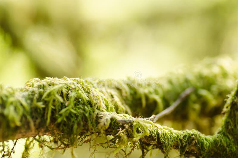 Green mos stock image. Image of garden, fresh, tree, fern - 78292585