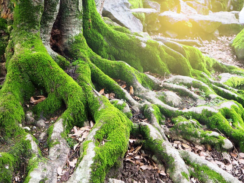 Green Mos Growing on the Tree Root Stock Image - Image of landscape ...