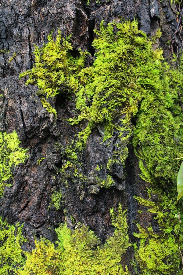 Green mos/ Mos Background. stock image. Image of landscape - 85538001