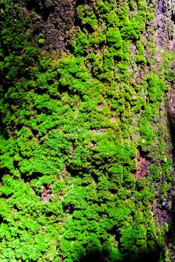 Green mos on the tree stock photo. Image of nature, leaf - 61528750